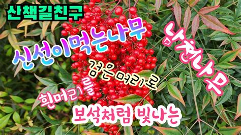 흰머리를 검은머리로 남천나무 Youtube