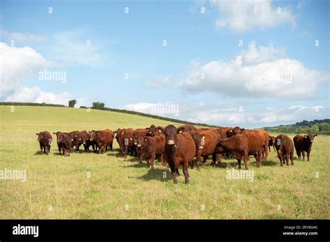 Herd Of Ruby Devon Suckler Beef Cows Grazing Stock Photo Alamy