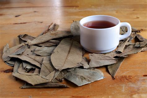 Your Guide On How To Use Soursop Leaves Easily — Trending Us