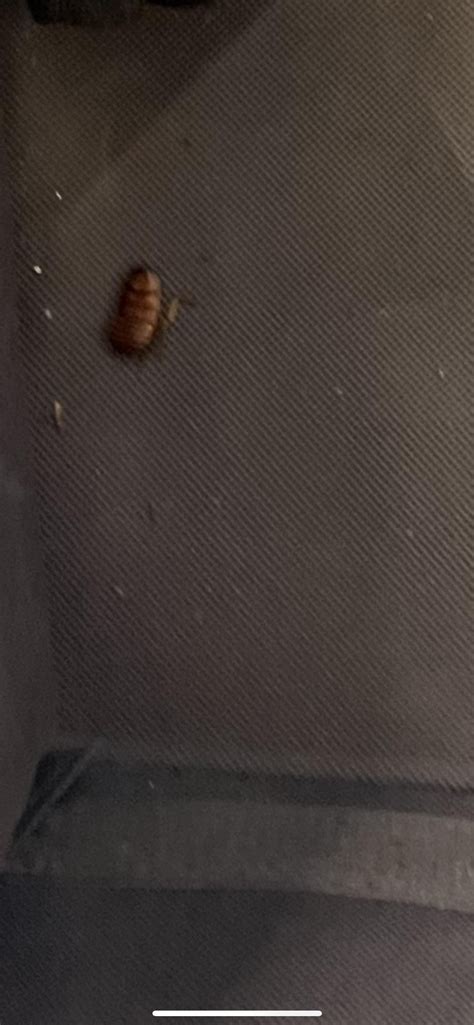Dead Bug Found In My Underwear Drawer … Should I Be Concerned What Bug Is This R Whatsthisbug