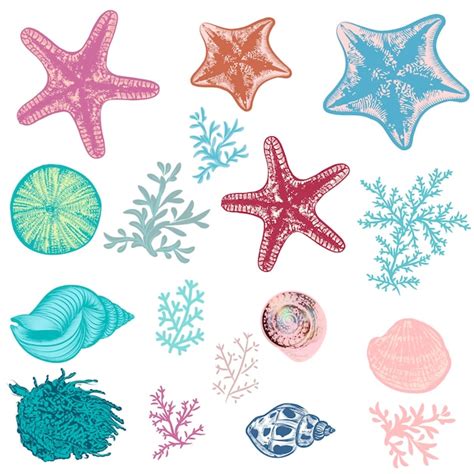 Premium Vector Set Of Engraved Had Drawn Vector Shells For Design