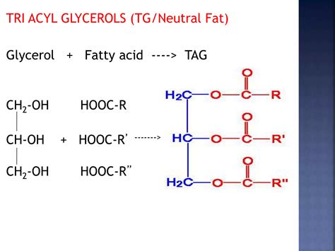 Lipids Digestion And Absorption PPTX