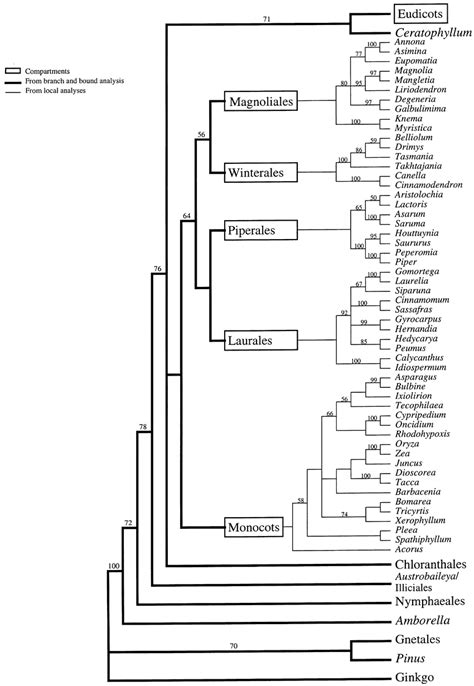Phylogenetic Tree Resulting From A Compartmentalized Analysis Of Basal Download Scientific