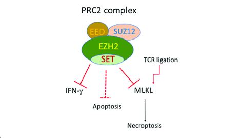 Putative Roles Of Ezh2 And Prc2 Complex In Regulation Of Cell Death