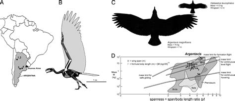 The Aerodynamics Of Argentavis The Worlds Largest Flying Bird From