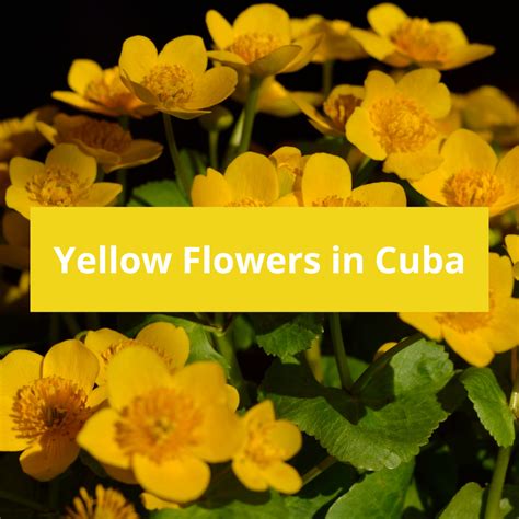Yellow Flowers In Cuba