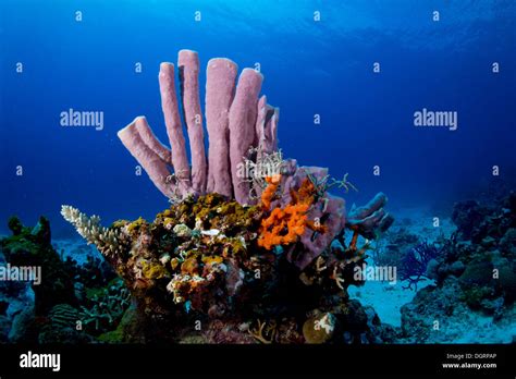 Tube Sponge Niphates Olemda Busuanga Busuanga Mimaropa