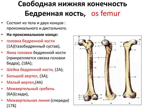 Морфофункциональная характеристика скелета и аппарата движения нижних конечностей презентация