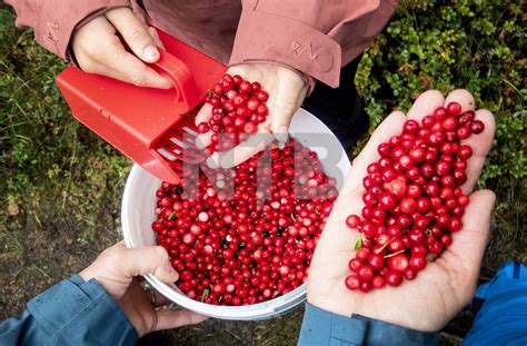 Nyheter Bær Tørt Vær Ga Super Blomstring Nå Bugner Det Av Bær