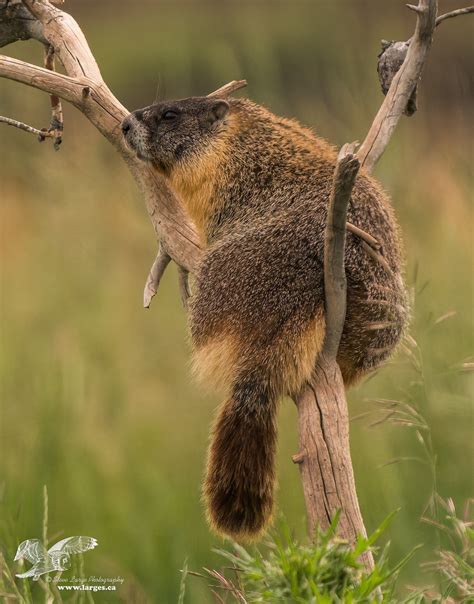 Animaux Majestueux 😲😍 📸 Usha Harish Facebook