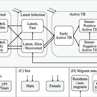 Schematic Of TB Simulation Model The Schematic Shows Compartments Download Scientific Diagram
