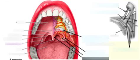 Uvula Anatomy