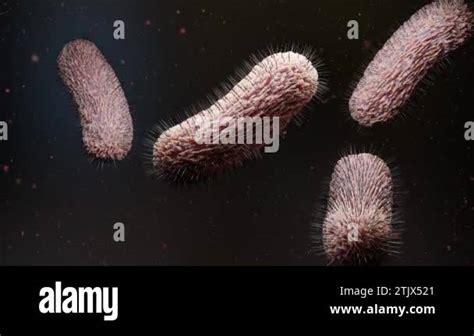 Peritrichous Bacteria With Lot Of Flagellum Harmful Bacteria With Long