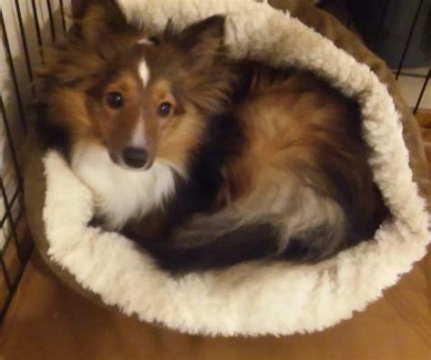 Poshie Sheltie Pomeranian Mix Info Temp Training Puppies Pictures