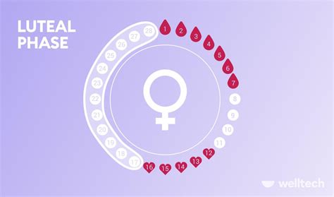 Understanding The Luteal Phase Symptoms Mood And What To Eat Welltech