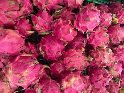 드래곤 프루 츠 용과 과일 Pixabay의 무료 사진 Pixabay