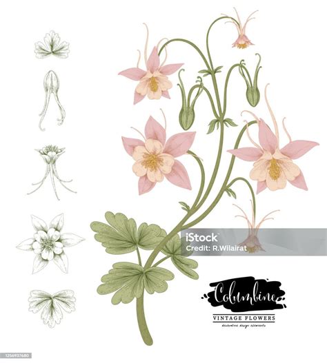 스케치 플로럴 장식 세트 컬럼바인 꽃 그림 흰색 배경에 고립 된 빈티지 라인 아트 손으로 그린 식물 삽화 요소 벡터입니다 매발톱속에 대한 스톡 벡터 아트 및 기타 이미지