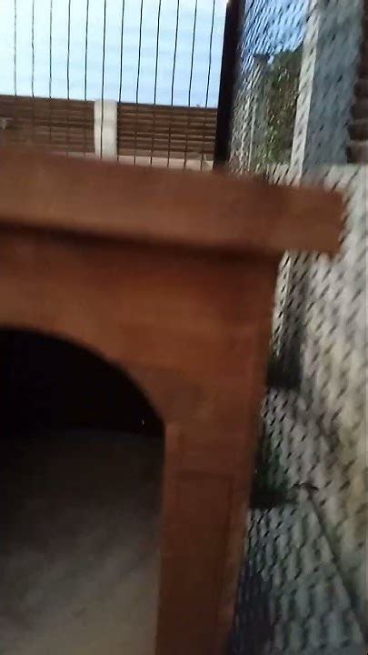 ვოლიერი ძაღლის სახლი Youtube