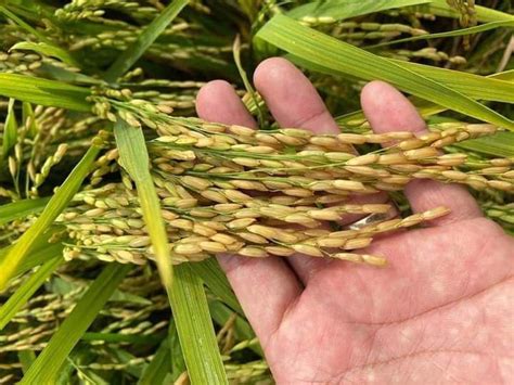 ប្រជាកសិករសប្បាយរីករាយដែលស្រូវមានតម្លៃល្អនៅឆ្នាំនេះឡើងដល់១ ៥០០រៀលក្នុង១គីឡូក្រាម សារព័ត៌មាន