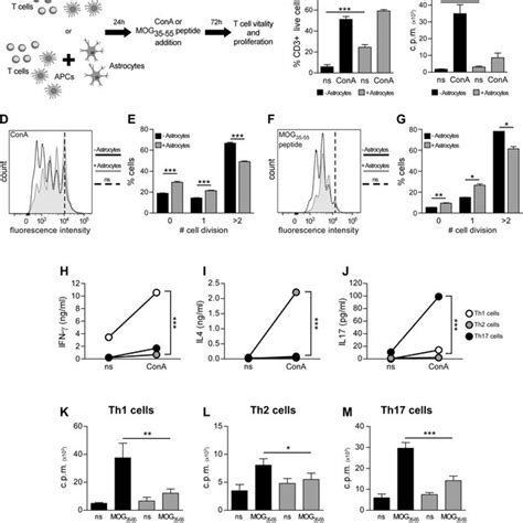 Adult Astrocytes Display Stronger Immunosuppression Than Neonatal