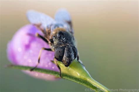 Grassland Habitat Heterogeneity Across Space And Time The Prairie Ecologist