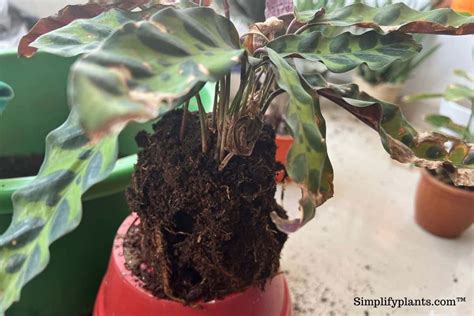 How To Propagate Calathea Best Timesteps To Follow Simplify Plants