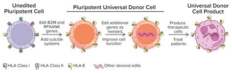 Allogeneic Hla Antigen Properties — Renue