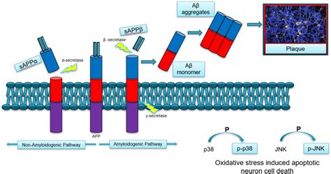 Schematic Diagram Of The Amyloid And Non Amyloid Production Pathways Of
