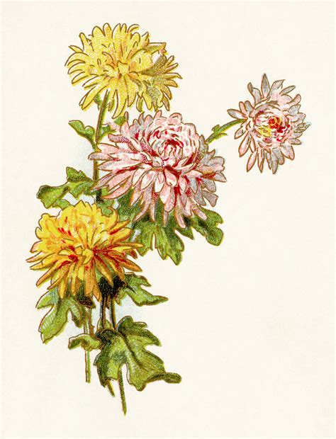 Vintage Flower Illustrations Clip Art Images The Old Design Shop