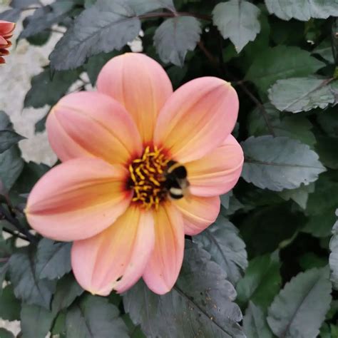 Feel For Life The Emtion Code Som är En Healing Teknik