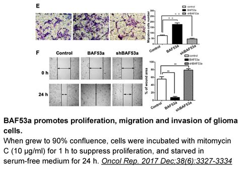 A4452 10mg Mitomycin C [50 07 7] Clinisciences