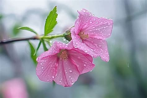 粉色AI数字艺术 雨水自然写实风格粉色花朵并排枝头花瓣带水珠花蕊清晰商业照片 AI图片免费下载 png格式 1344像素 编号71330392 千图网