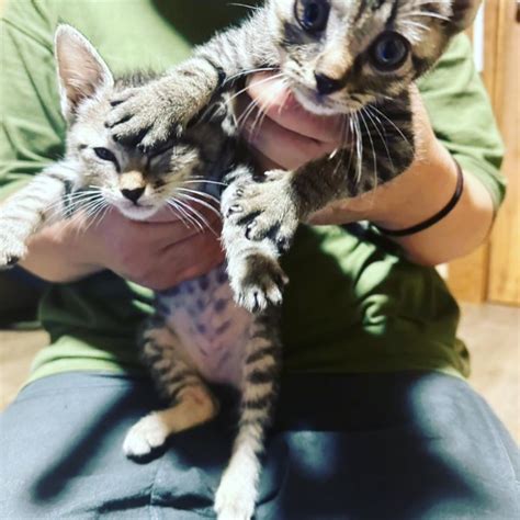 お問い合わせ 【公式】猫庭ホームページ｜nekoniwa