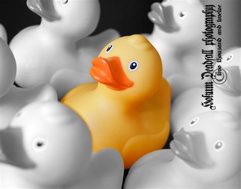 A Yellow Rubber Duck In A Group Of White Rubber Ducks