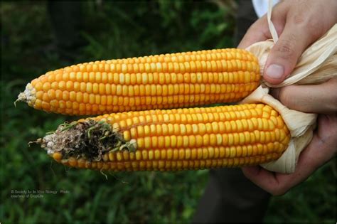 Genetic Engineering Food