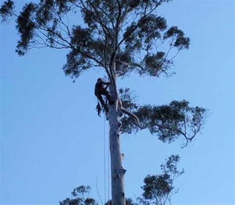 Arborist Australia Emergency Tree Lopping Trimming Removal Service