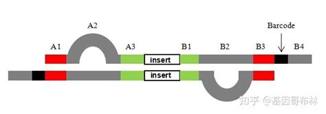 Mgi和illumina常见文库结构 知乎