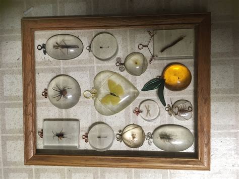 Entomology How To Protect My Mounted Insect Specimens From