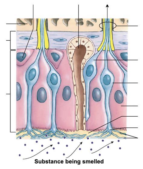 Olfactory Epithelium Diagram Quizlet