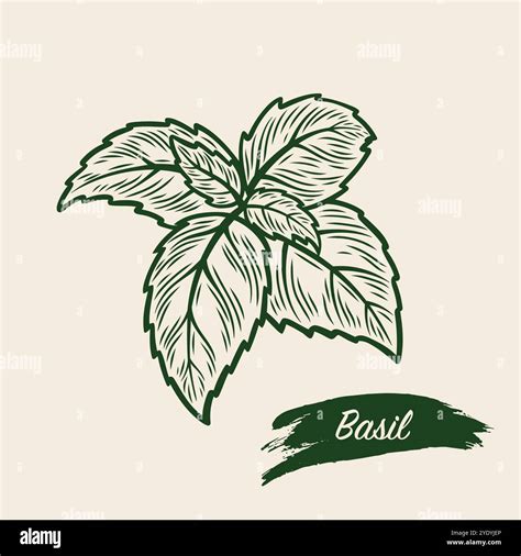 Basil Branch In Line Drawing Style Basil Leaves In Engraving Style