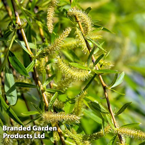 Golden Weeping Willow Hedging Dobies