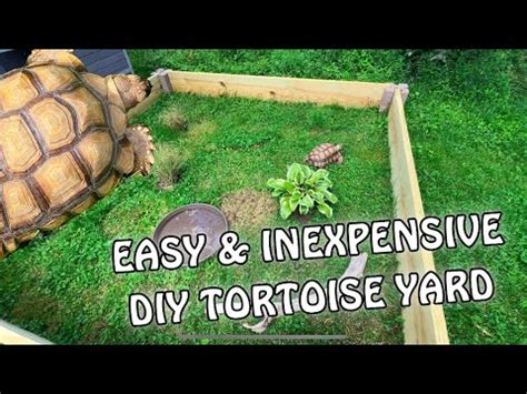 Diy An Inexpensive Super Easy Outdoor Tortoise Yard Sulcata Tortoise