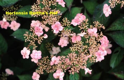 Hydrangea Serrata Mont Aso