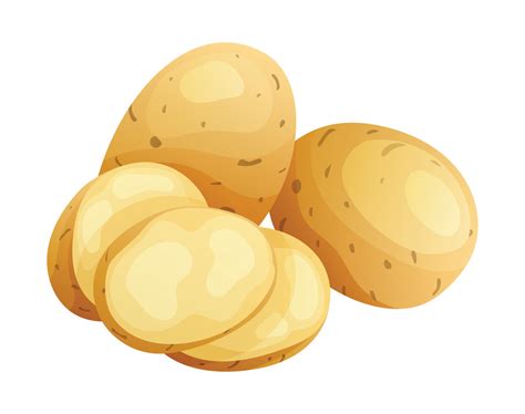 Set Of Potato Whole Half And Cut Slice Illustration Isolated On White