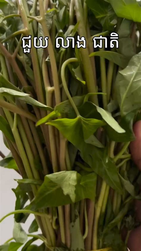 រក បា ន ហើយ អ្នក កើ ត គ្រួ ស ក្នុង ត ម្រ ង នោ ម មុននឹង ស ម្រេ ច