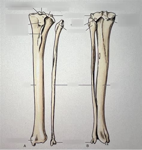 Tibia And Fibula Labeling Diagram Quizlet