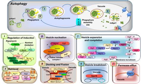 Schematic Overview Of Autophagy Autophagy Can Be Divided Into Seven