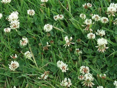 White Clover White Clover Is A Herbaceous Perennial Plant Flickr