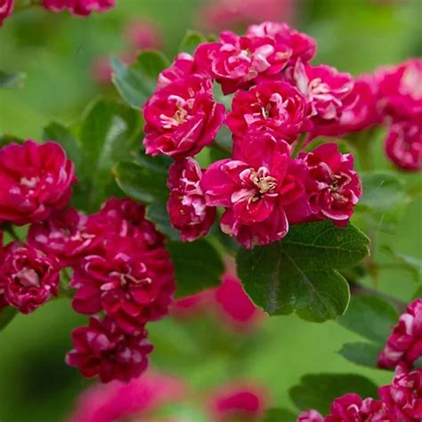 Pauls Scarlet Hawthorn Tree Ornamental Crataegus X Media 9l Pot 2m 25m