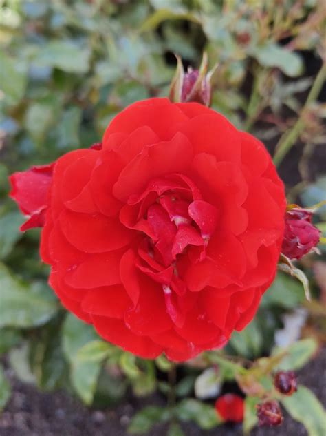 Moment In Time Rose Bare Root Rose Of The Year 2012 English Roses